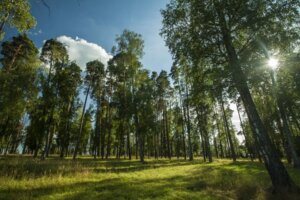 Balinskiy Forest (Ivanovo Region, Yuzha, Balinskiy Forest), kültür ve eğlence parkları  Yuja'dan