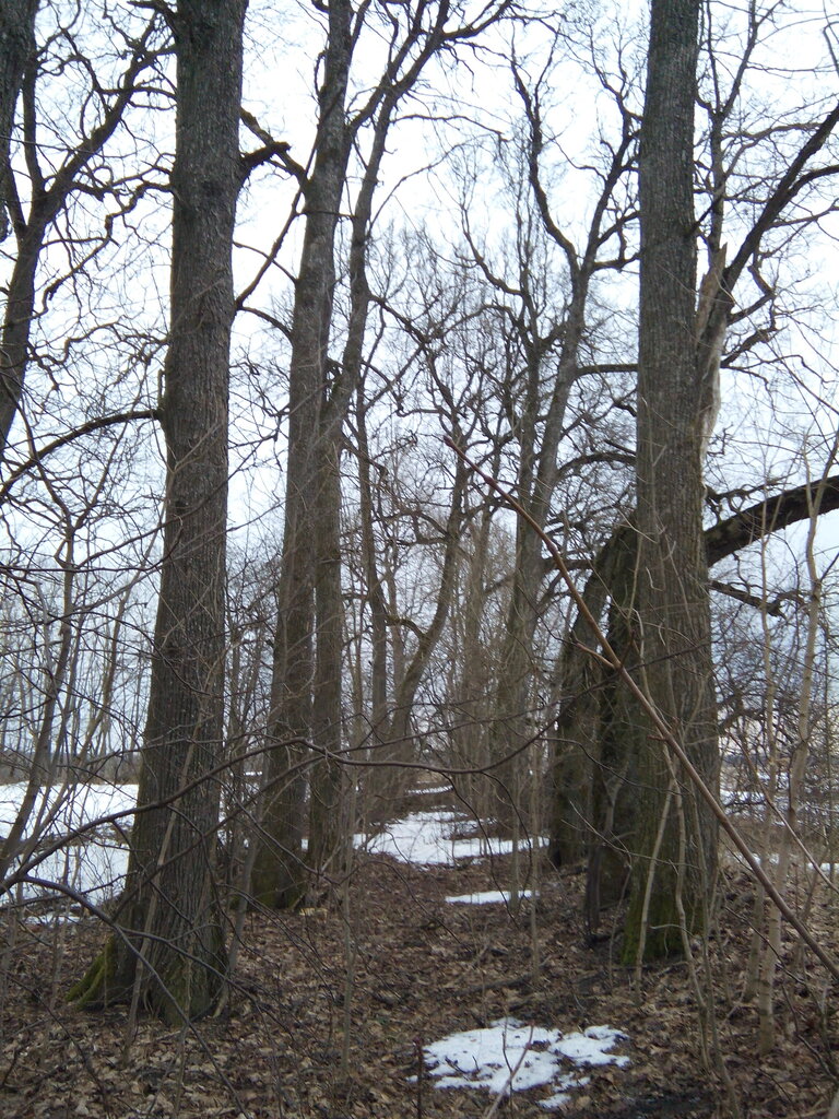 Doğa Липовая аллея усадьбы Касково, Saint‑Petersburg ve Leningradskaya oblastı, foto