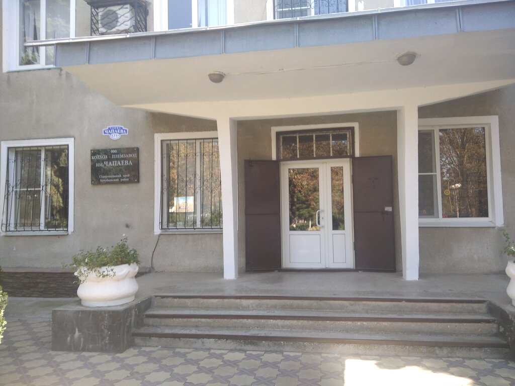 Tarım firmaları Kolkhoz-Plemzavod im. Chapayeva, Stavropolski krayı, foto