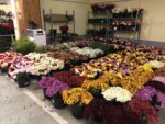 Blumenhaus Schwahn (Rhineland-Palatinate, Worms, Odenwaldstraße, 55), çiçek teslimatı  Renanya‑Palatinate'den