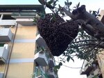TS Tecnica e Servizi (Abruzzo, Pescara, Via San Cosmo), peyzaj tasarımı  Abruzzo'dan
