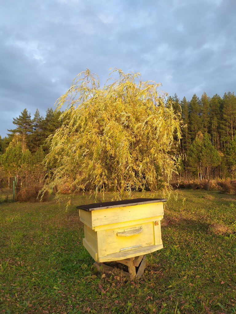 Doğa koruma alanı Удмуртский ботанический сад, Udmurtiya, foto