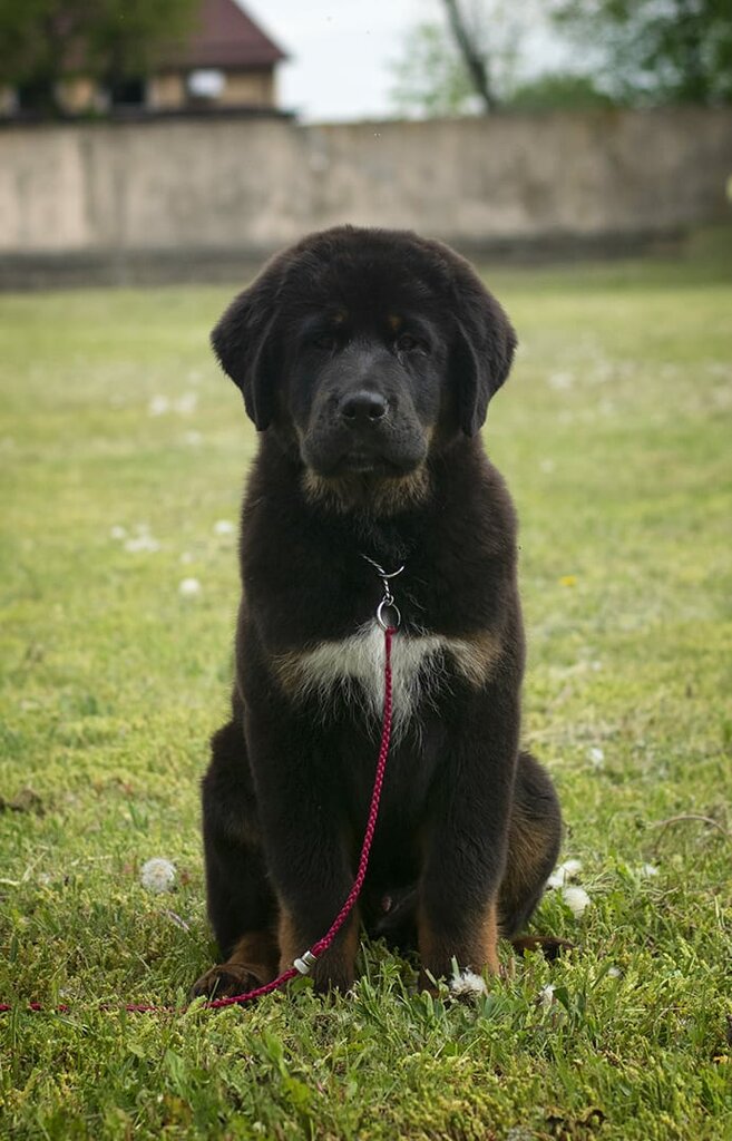Evcil hayvan yetiştiricileri Tibetan Starwarrior, Brestskaya oblastı, foto