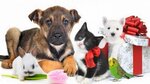 ZooCity (prospekt Gagarina No:26), petshop  Prokopyevsk'ten