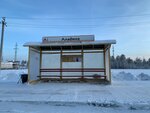 Альбина (Yamalo-Nenets Autonomous Area, Muravlenko, ulitsa Entuziastov), toplu taşıma durağı  Muravlenko'dan