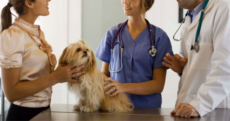 Veteriner klinikleri Ambulatorio Veterinario Antonon Dr. Luigi, Emilia‑Romagna, foto