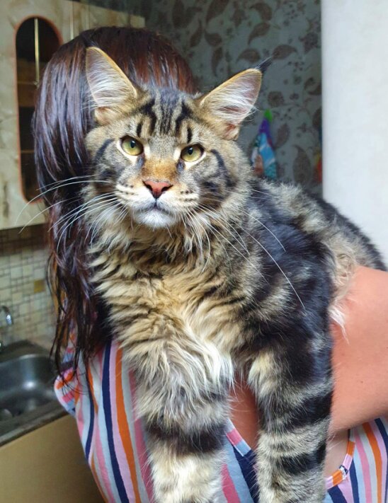 Evcil hayvan yetiştiricileri Wild Tempen, İvanovo, foto