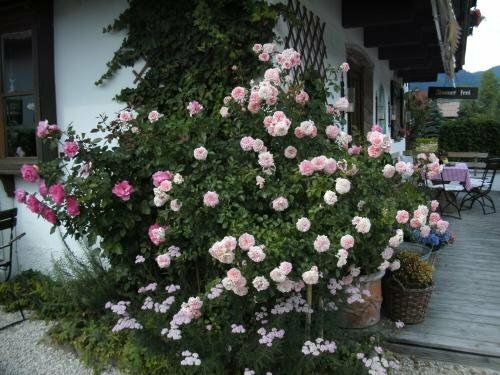 Otel Pension Louise, Bavyera, foto