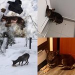 Pitomnik Abingo (No:67, derevnya Kuzmino-Filchakovo), evcil hayvan yetiştiricileri  Moskova ve Moskovskaya oblastından