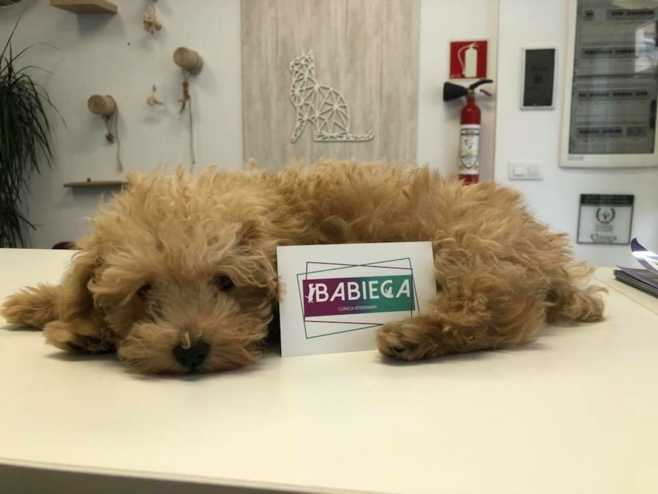Veteriner klinikleri Clínica Veterinaria Babieca, Kantabria, foto