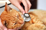 Ambulatorio Veterinario BuonconVET (Tuscany, Provincia di Siena, Via Oreste Lizzadri, 17), veteriner klinikleri  Toskana'dan