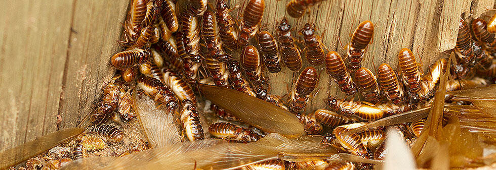 Haşere ilaçlama firmaları Bugwacker Termite & Pest Control, Texas, foto