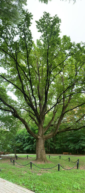 Doğa Дуб Лемешева, Moskova, foto