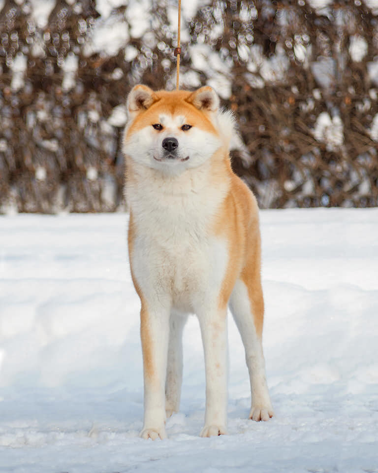 Evcil hayvan yetiştiricileri Junesun, Minskaya oblastı, foto