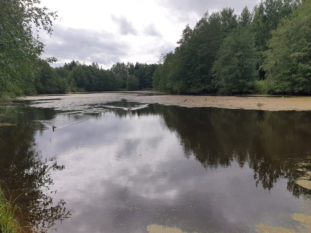 Plaj Пляж, Saint‑Petersburg ve Leningradskaya oblastı, foto