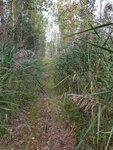 Садовое некоммерческое товарищество Мичуринец (Moscow Region, Shatura City District, sadovoye tovarishchestvo Michurinets), bahçecilik dernekleri ve kuruluşları  Moskova ve Moskovskaya oblastından