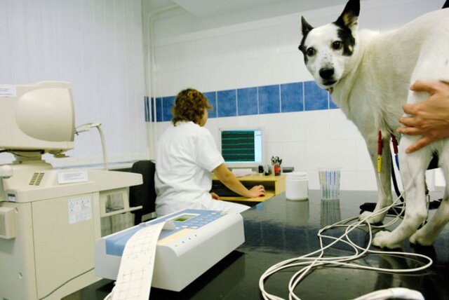 Veteriner klinikleri MVDr. Rastislav Mrázko, veterinárny lekár, Bratislava, foto