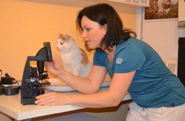 Veteriner klinikleri Mag. med. vet. Katrin Laubichler, Steiermark, foto