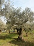 Azienda Agricola Orlandi e Zini (Lombardy, Brescia, Travagliato, Via Casaglia, 49), sera ve bahçe ürünleri  Lombardiya'dan