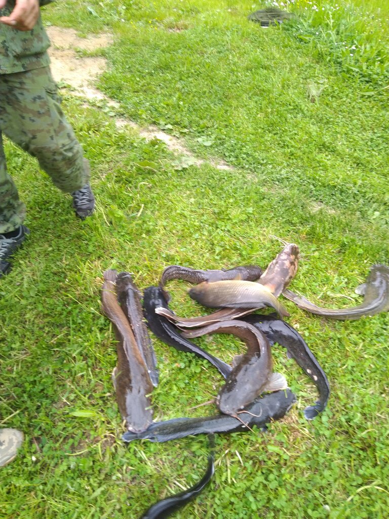 Avcılar ve balıkçılar Платная Рыбалка Https: m. Vk. Com/nazaravo, Moskova ve Moskovskaya oblastı, foto