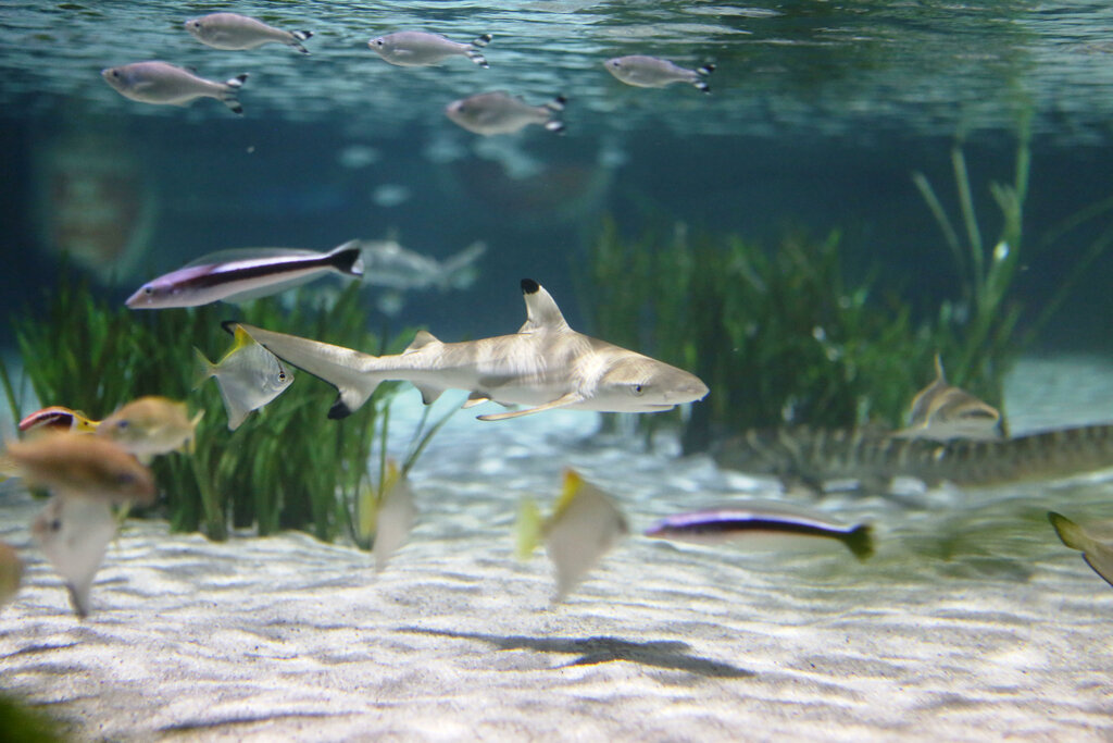 Akvaryumlar Sea Life Oberhausen, Kuzey Ren‑Vestfalya, foto
