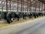 Livestock complex TH Rus Milk Food (Moscow Region, Volokolamskiy Municipal District), hayvancılık  Moskova ve Moskovskaya oblastından