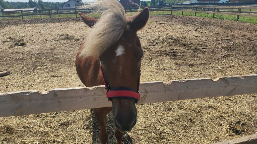 Tarım firmaları Крестьянско-фермерское хозяйство Наталья, Moskova ve Moskovskaya oblastı, foto