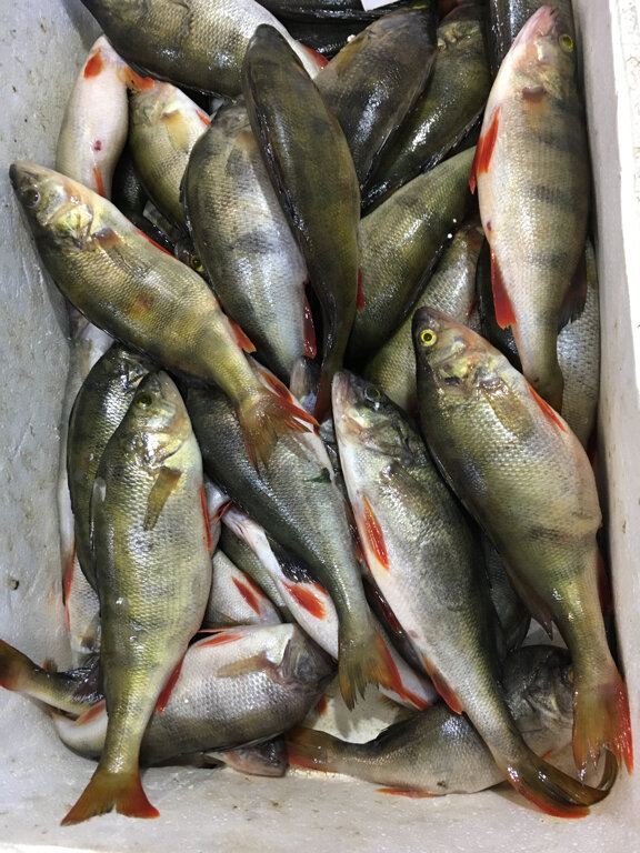 Balık ve deniz ürünleri Рыба и морепродукты, Sosnoviy Bor, foto