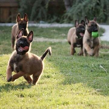 Pet otel Private Dog training school, Anapa, foto