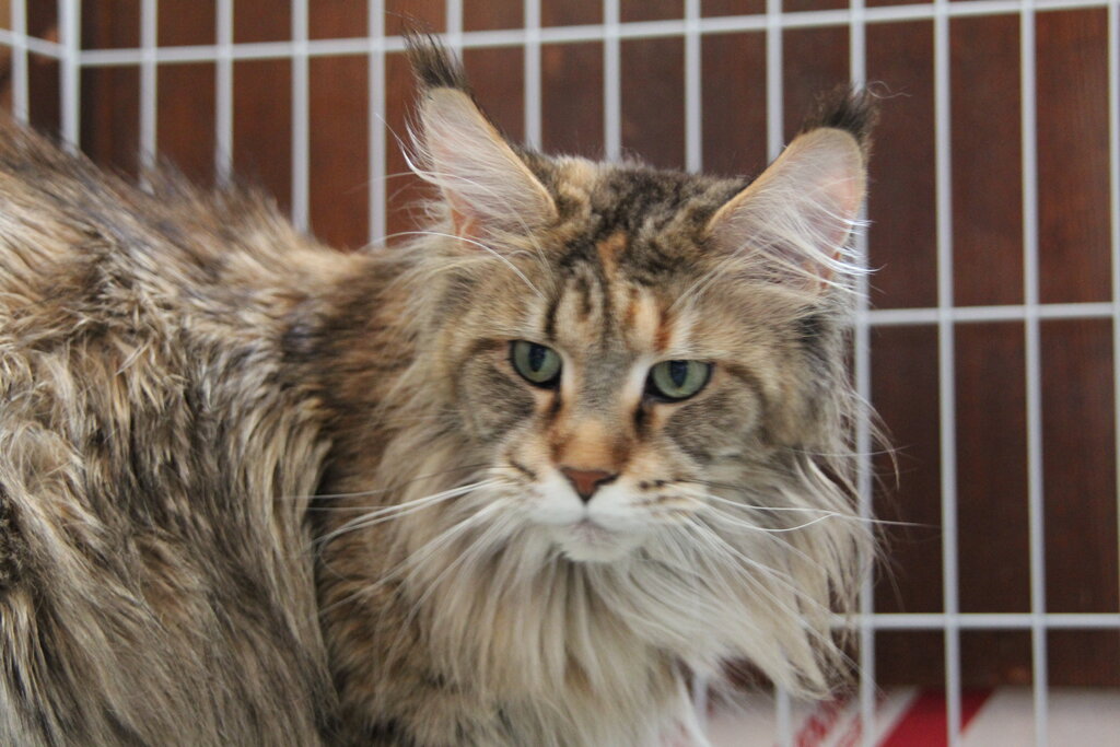 Hayvanat bahçesi merkezi Alisa-Best Cat Club, Riazan, foto