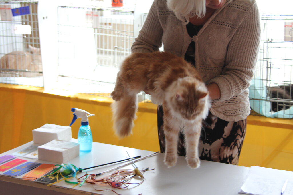 Hayvanat bahçesi merkezi Alisa-Best Cat Club, Riazan, foto