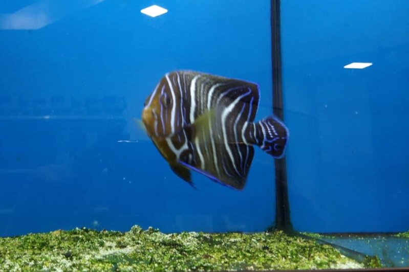 Akvaryumlar Empatia Acquari, Katanya, foto