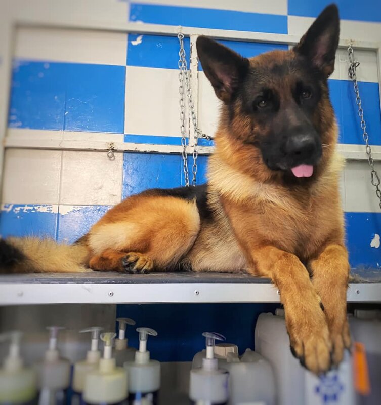 Petshop Ariel's pet shop, , foto