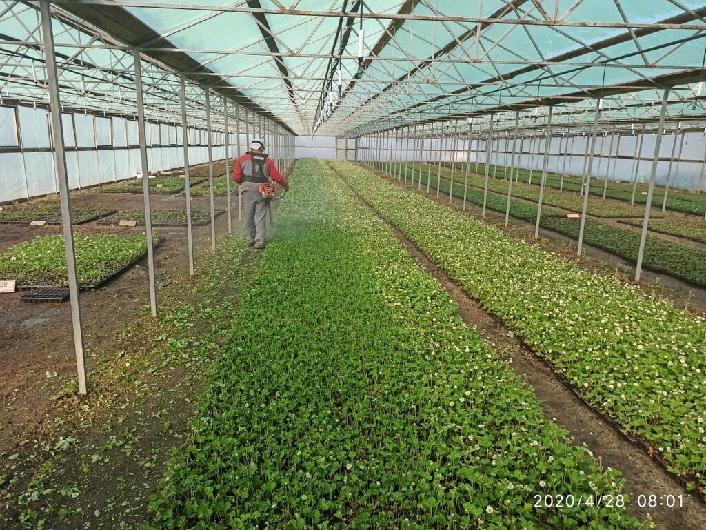 Fidan yetiştiriciliği Рассада растений, Beloreçensk, foto