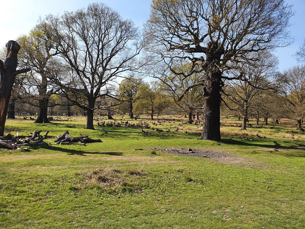 Kültür ve eğlence parkları Richmond Park, Londra, foto