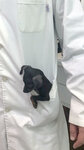 Clínica Veterinaria Haciadama (Galicia, A Coruña, Paseo Fernando II, 1), veteriner klinikleri  Galisya'dan