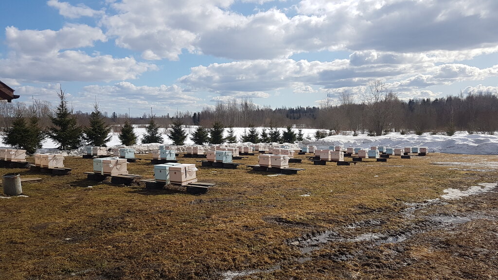 Tarımsal altyapı Shirogorov Apiary, Vologodskaya oblastı, foto