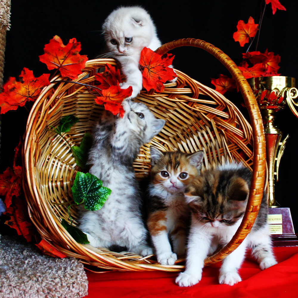 Evcil hayvan yetiştiricileri Cattery Sharmila. Selkirk rex and scottish fold cats, Rostov‑na‑Donu, foto