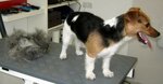 Schick & G'sund - Tierpflegesalon für Hunde u Katzen (Styria, Graz-Umgebung, Hauptstraße, 131), evcil hayvan kuaförleri  Steiermark'tan