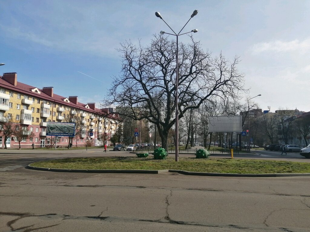 Doğa Boulevard chestnut, Brest, foto
