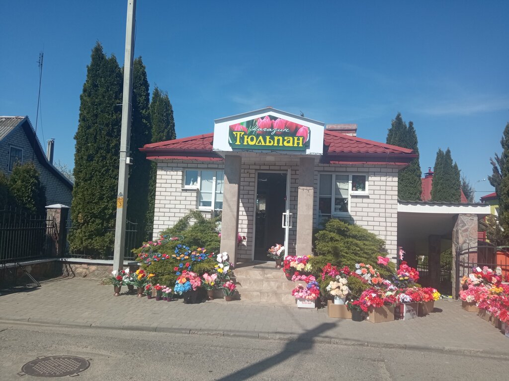 Çiçekçiler Тюльпан, Skidel, foto