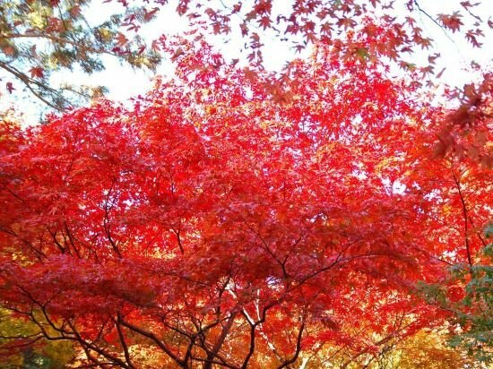 Otel Maple Arima, Kobe, foto