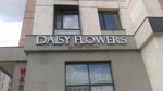 Daisy Flowers (Uly Dala dańǵyly No:6/3), çiçekçiler  Astana'dan