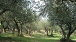 Fo. Ma Olive Bella di Cerignola (Via Napoli No:109, Cerignola), market  Cerignola'dan