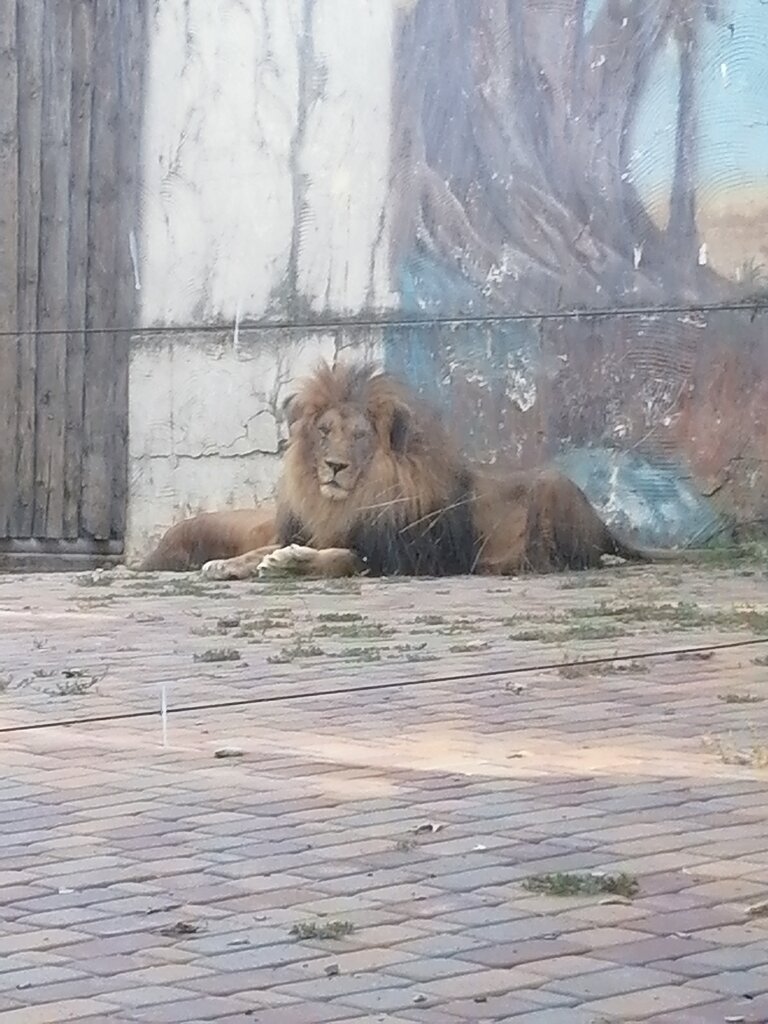Hayvan muhafazaları Львы, Rostov‑na‑Donu, foto