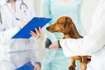 Hanák Radoslav MVDr (Trnavský kraj, Hlohovec), veteriner klinikleri  Trnava Region'dan