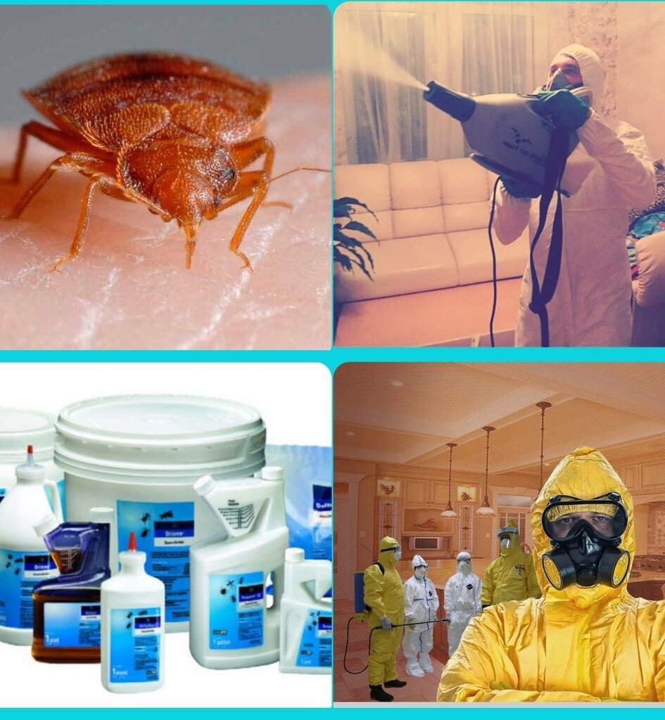 Haşere ilaçlama firmaları Dezinfekzia, Krasnoyarski krayı, foto