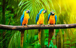 3 Parrots (Nevskaya ulitsa No:1, gorodskoy posyolok Novoselye), petshop  Saint‑Petersburg ve Leningradskaya oblastından