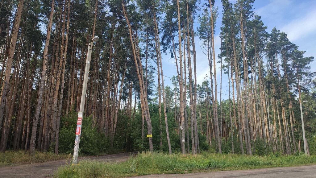 Orman Sosnoviy Bor Izmaylovskiy, Penza, foto