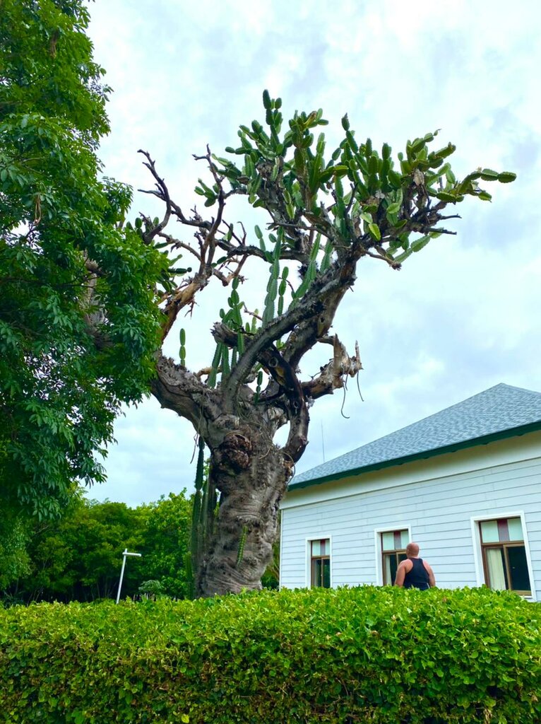 Turistik yerler Cactus El Patriarca (Кактус Патриарх), Varadero, foto